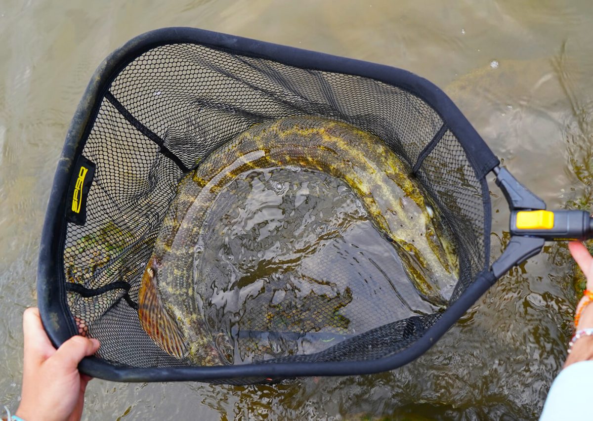 HD Folding Float Net Tele - Produkte - SPRO Deutschland