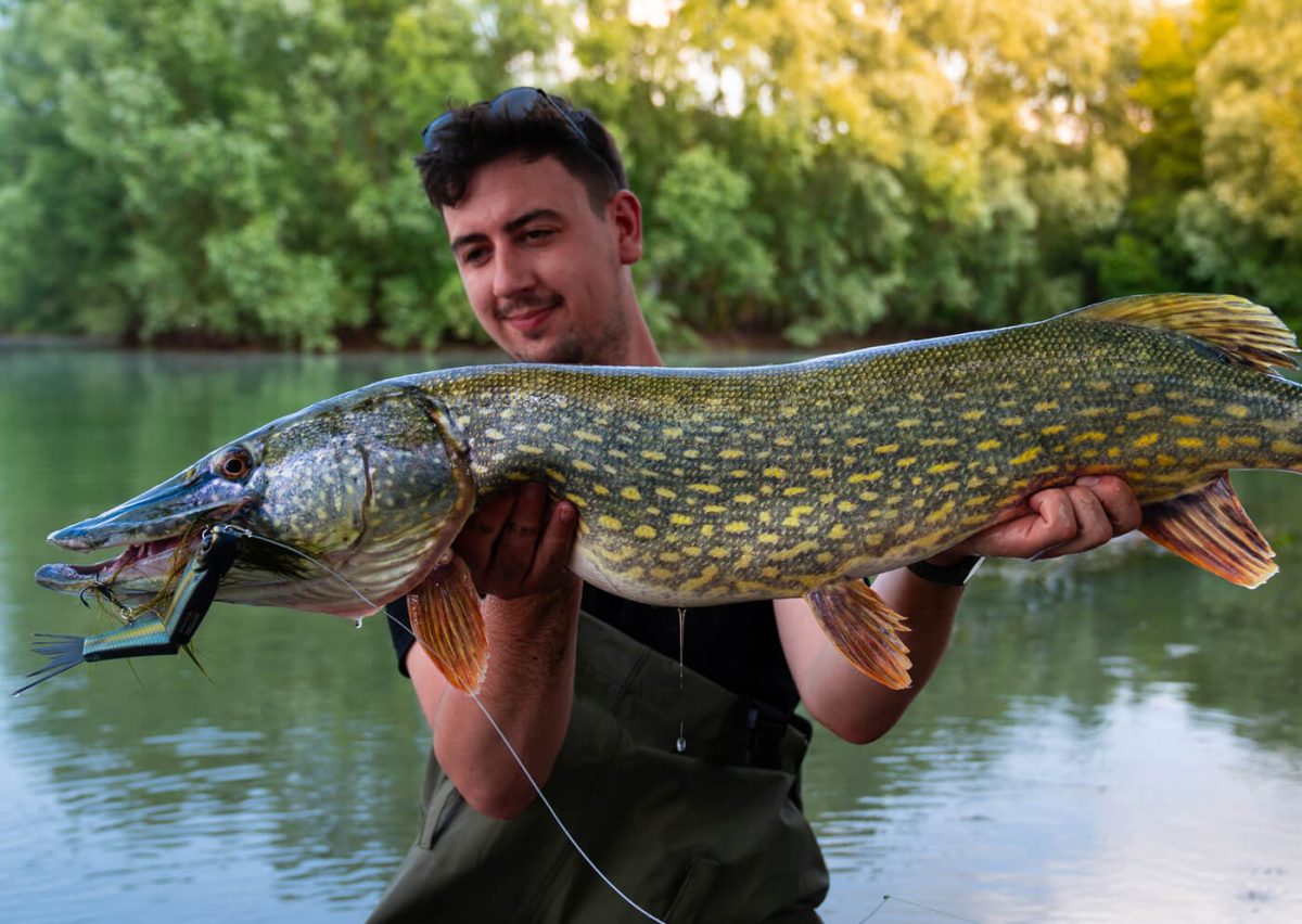 SPRO KGB Chad Shad - Produkte - SPRO Deutschland