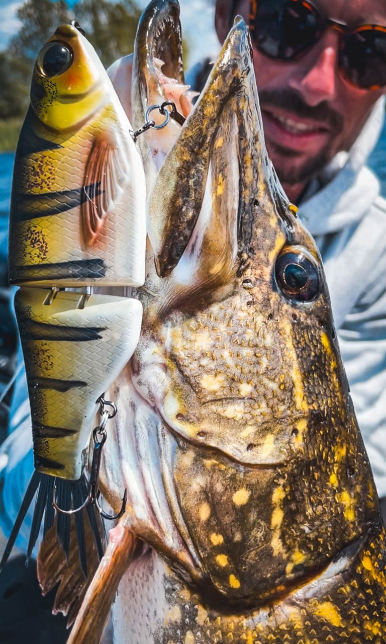 SPRO KGB Chad Shad - Produkte - SPRO Deutschland