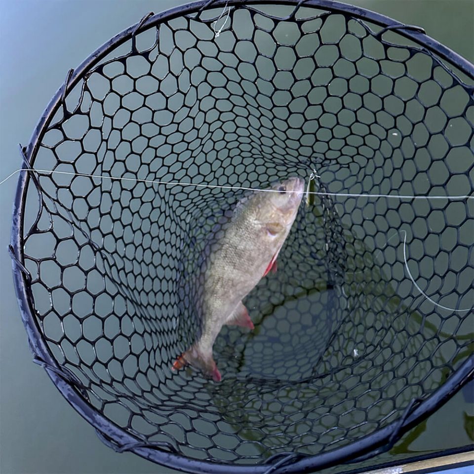 Floating Flick Net Solid 60 - Produkte - SPRO Deutschland