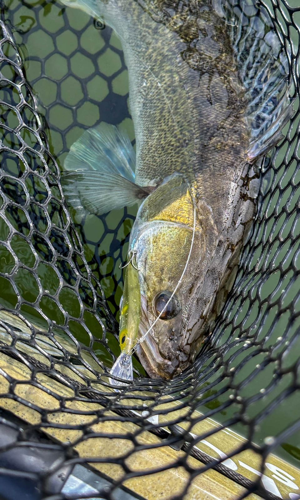 Floating Flick Net Solid 60 - Produkte - SPRO Deutschland