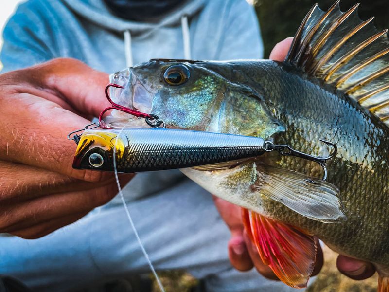 Topwater Action - Blog - SPRO Deutschland